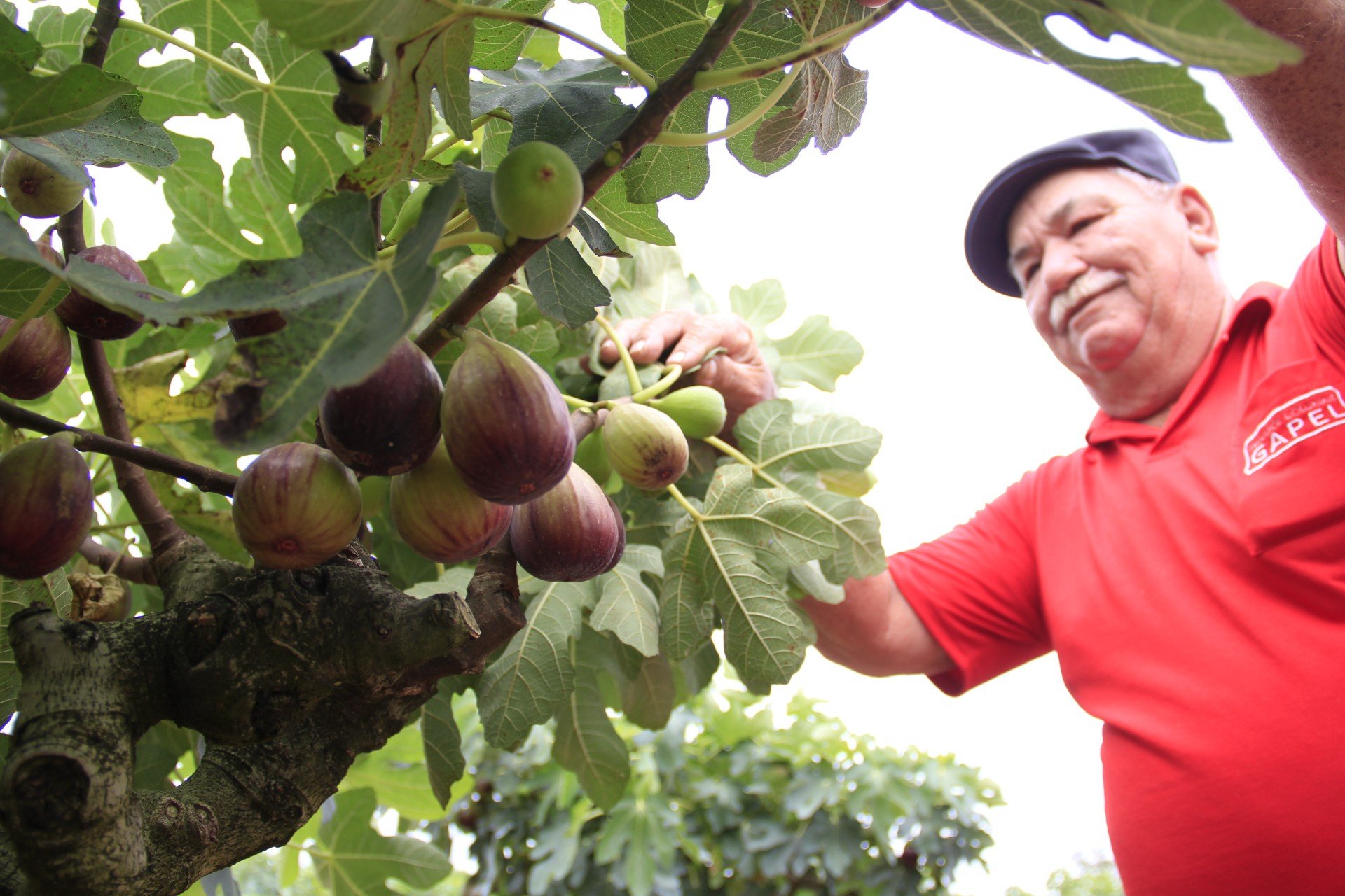 Na terra do morango, a vez é da produção de figo - Fotos - Jornal NH