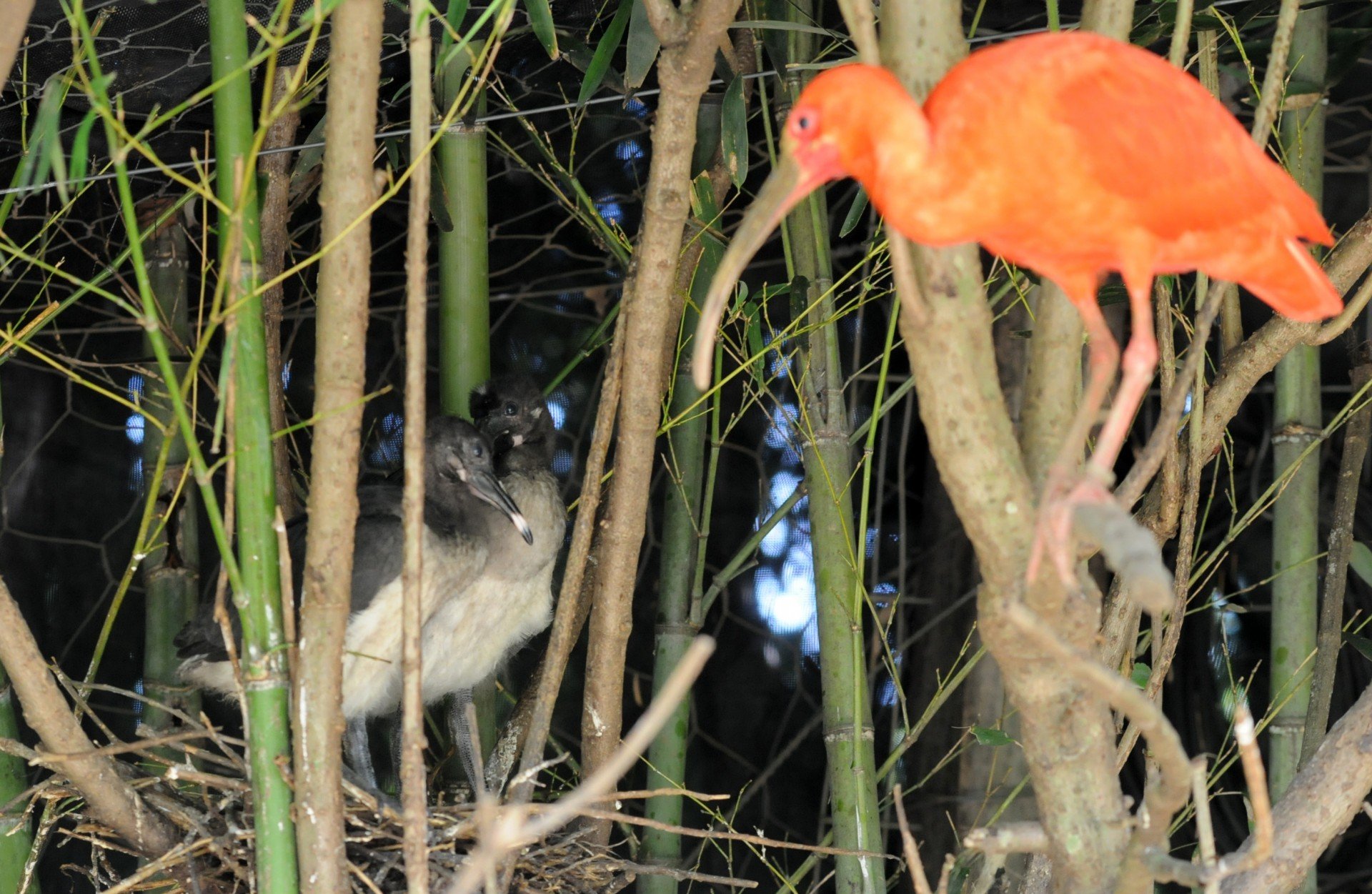 Gramadozoo registra nascimento triplo de aves guará-rubra - Região ...