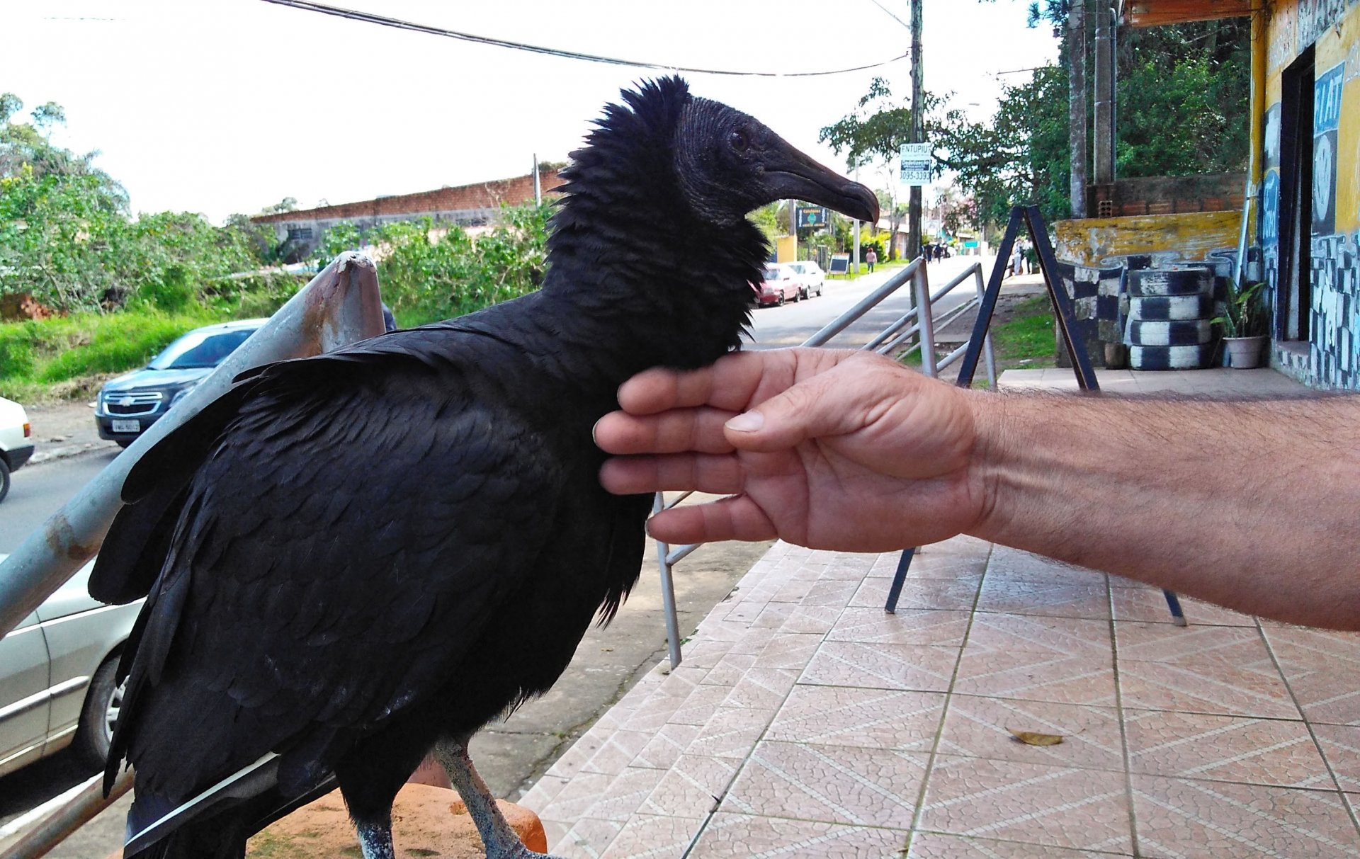 Conheça o Chico: o urubu que é animal de estimação de morador de Nova ...