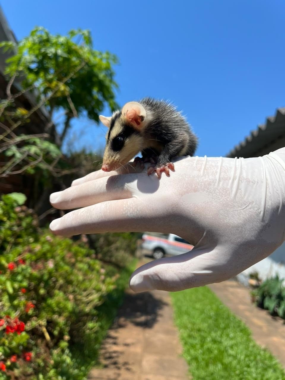 Filhotes de gambá são resgatados ao lado do corpo da mãe em Estância ...