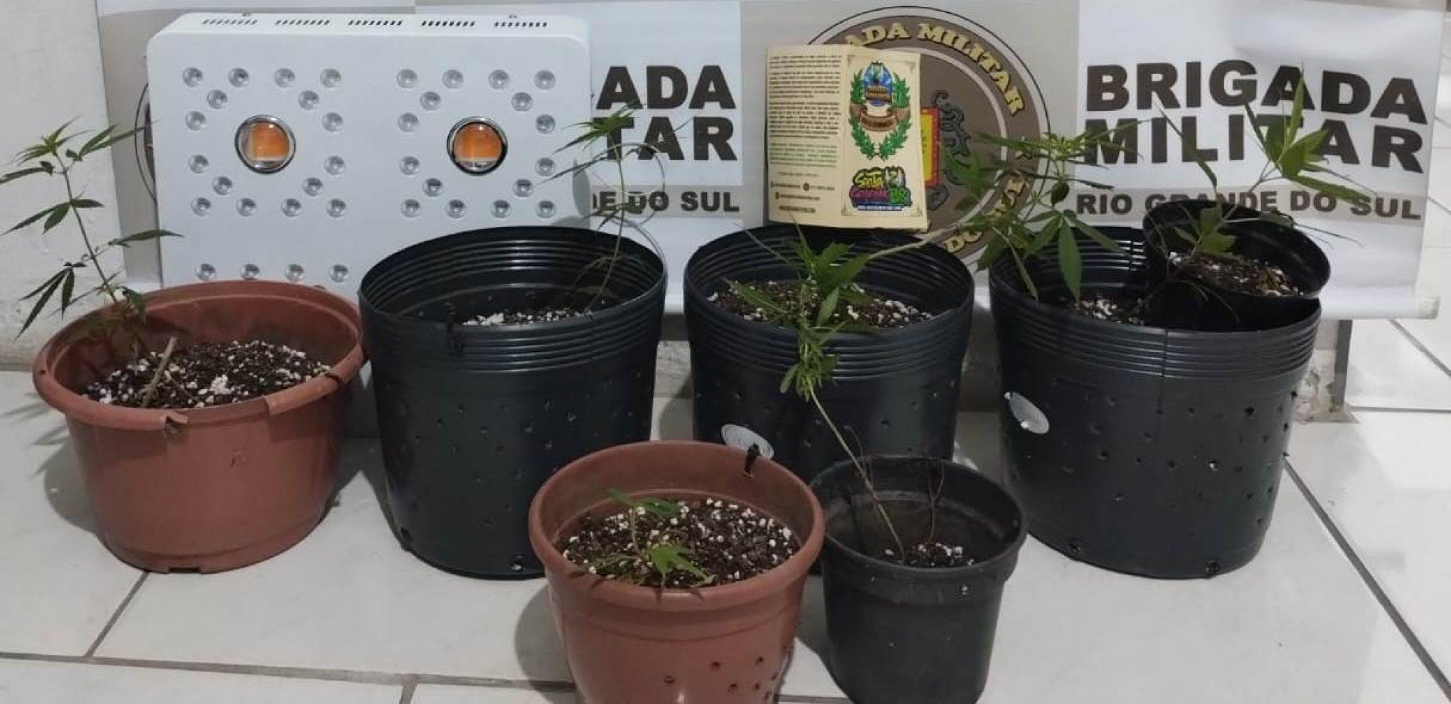 PMs sentem cheiro de maconha e encontram estufa com a droga com dono de ...
