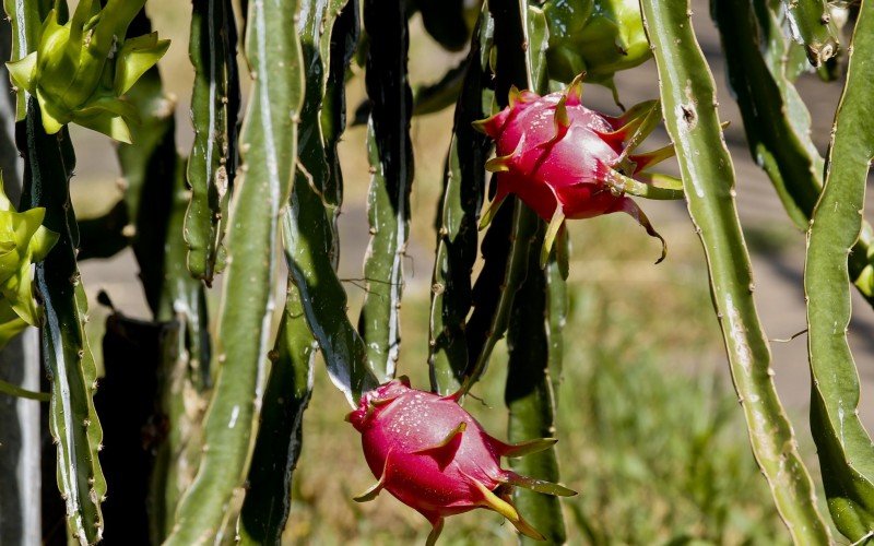 Paixão pelo cultivo das lindas e exóticas espécies de pitaya | abc+