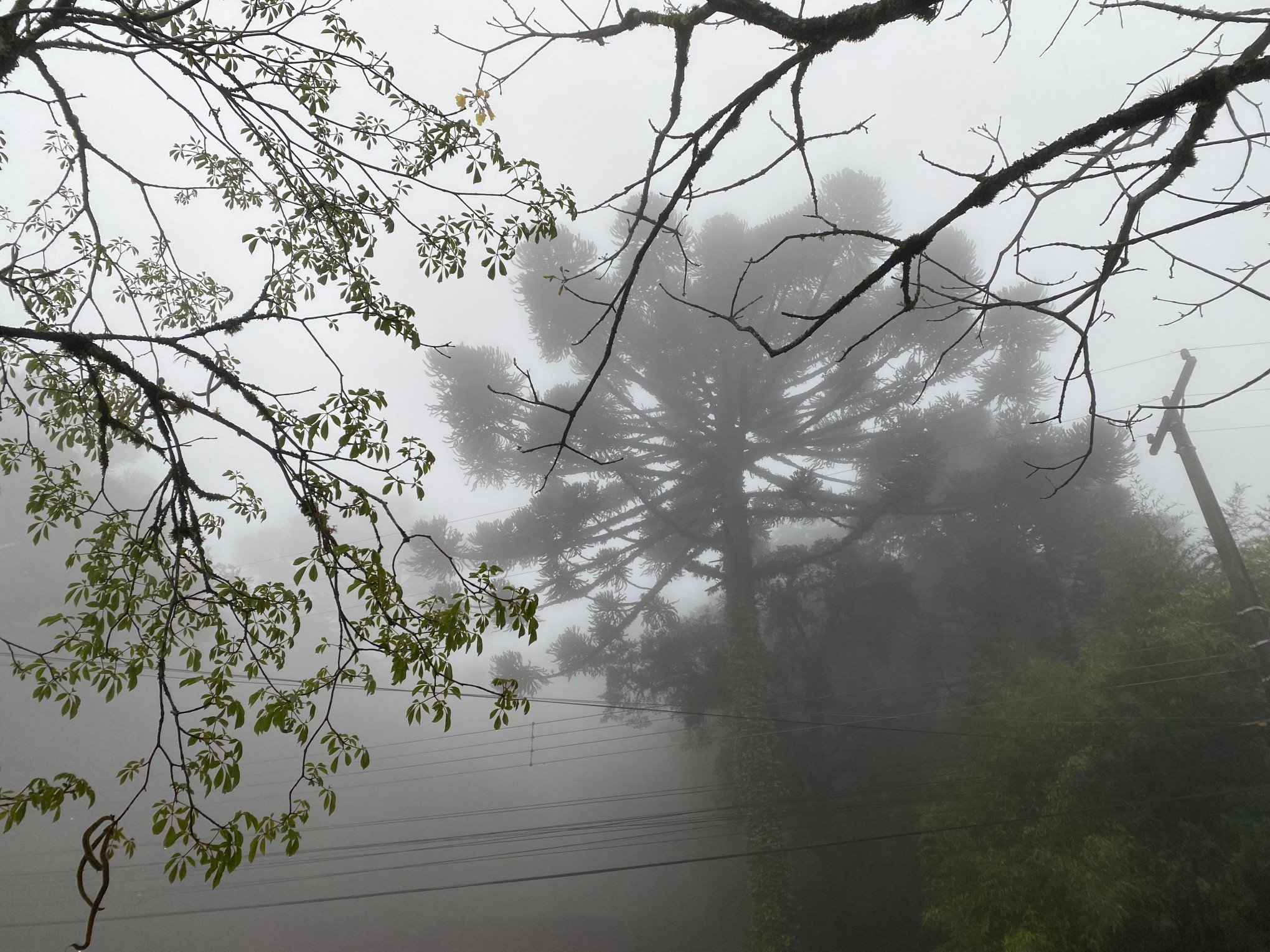 Jornal de Gramado | abc+