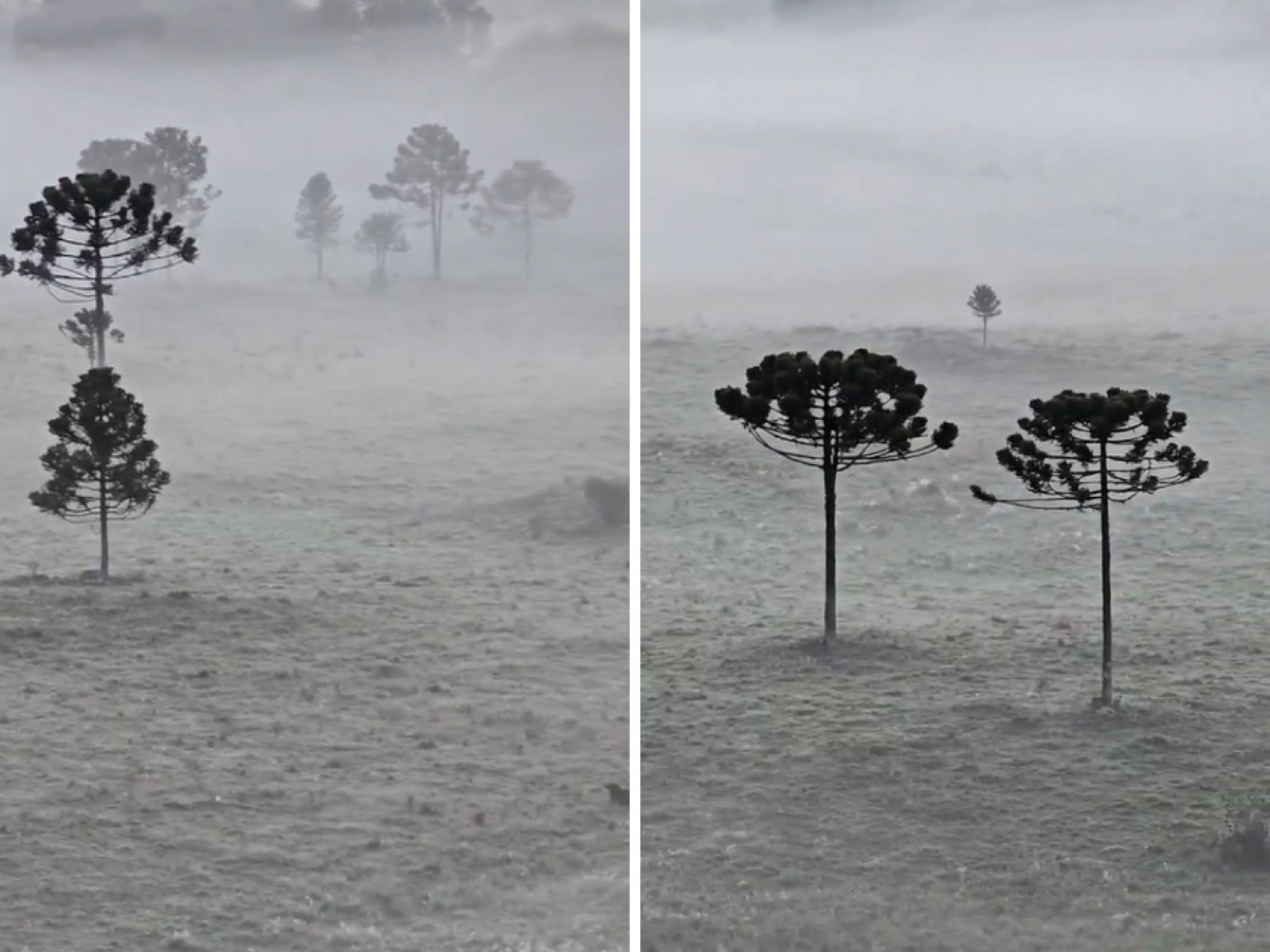 Vídeo mostra geada e domingo tem frio de até 2ºC no Sul do Brasil ...
