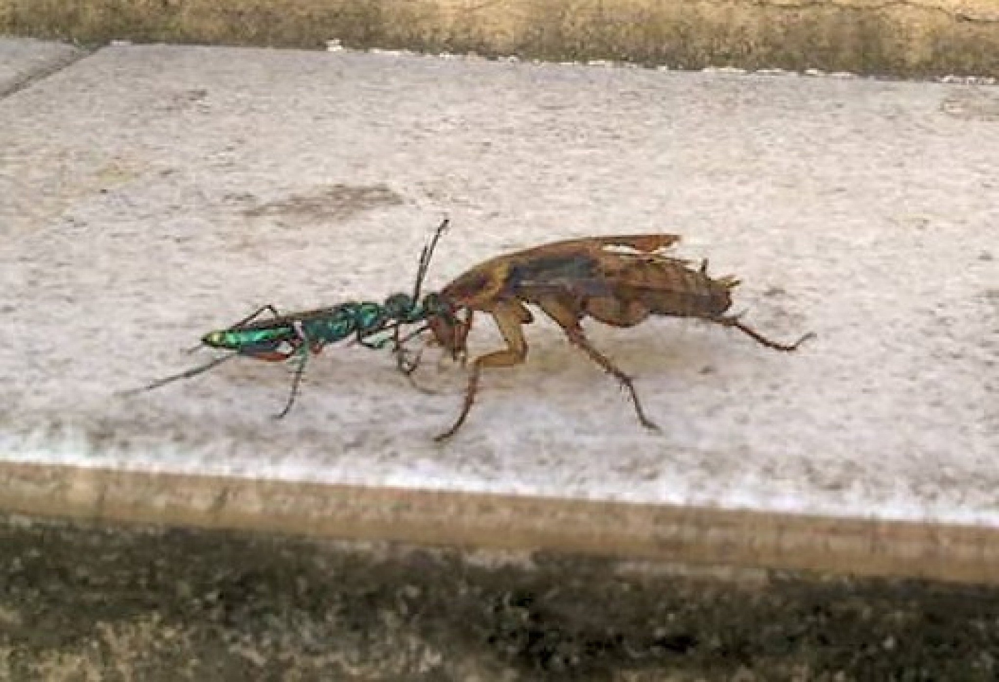 The Last of Us? Conheça a vespa que transforma baratas em zumbis | abc+