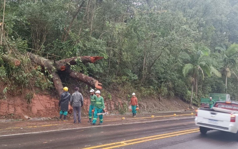 VÍDEO: equipes de empresa cortam árvore que causou morte de advogado na ...