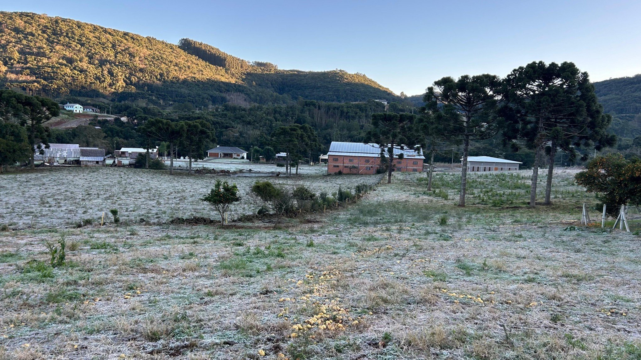 ONDA DE FRIO: Veja imagens da geada no interior do RS nesta quarta ...