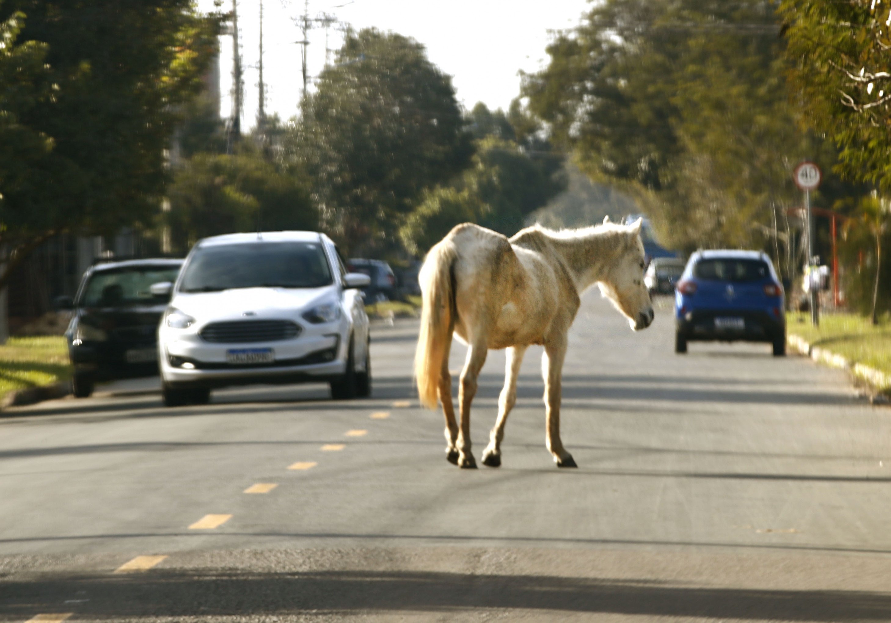 Encontrou um cavalo solto em Canoas? É preciso chamar o Bem-Estar ...
