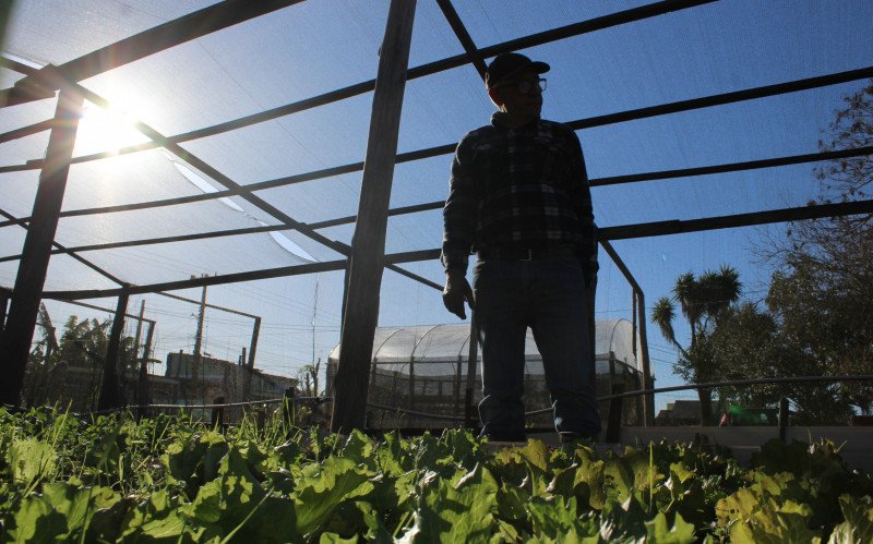 Colher o que planta: hortas comunitárias trabalham o solo, a mente e a ...