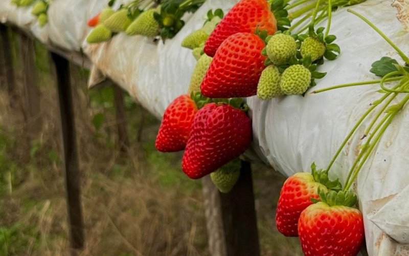 Morango do Amor aquece as vendas e anima produtores às vésperas da ...