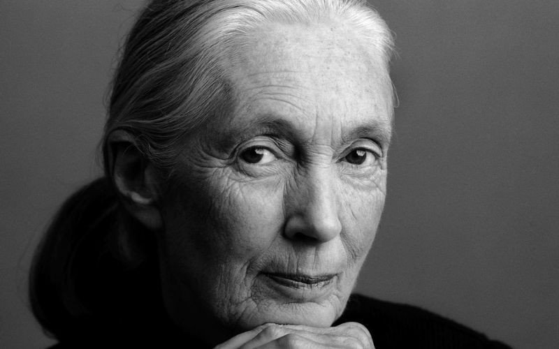 Morre Jane Goodall, renomada pesquisadora de chimpanzés e da defesa ...