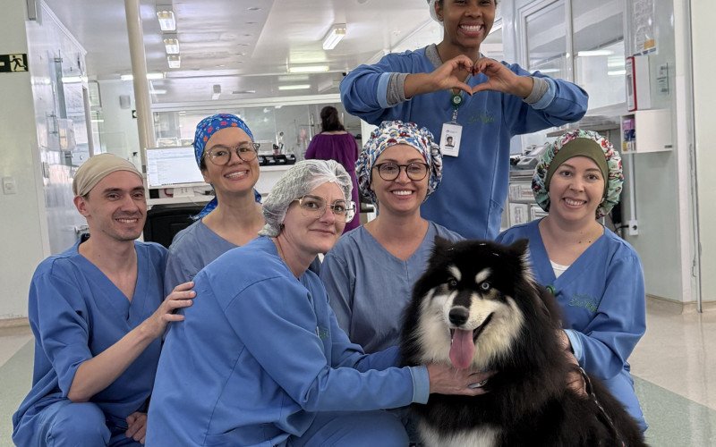 Cão da raça Husky Siberiano é funcionário por um dia e alegra pacientes ...