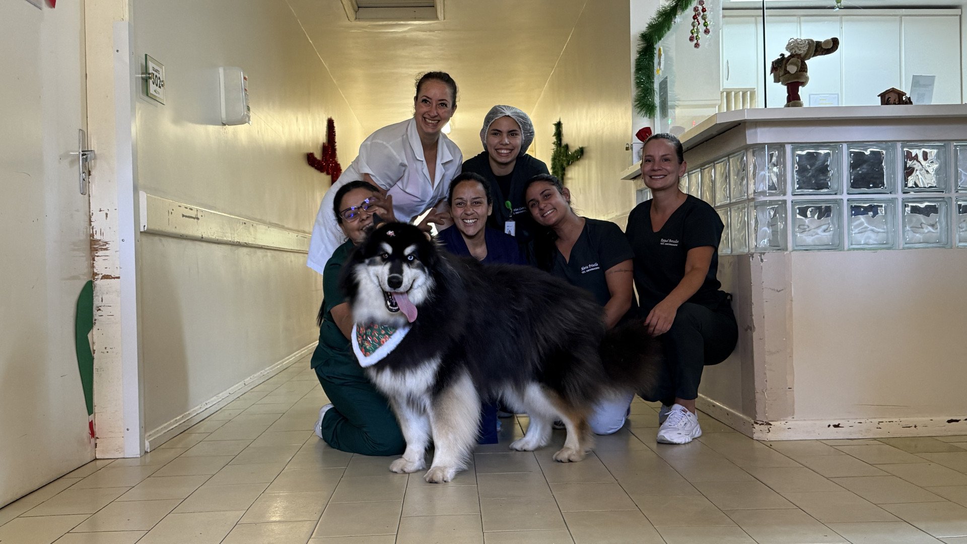 Cão da raça Husky Siberiano é funcionário por um dia e alegra pacientes ...