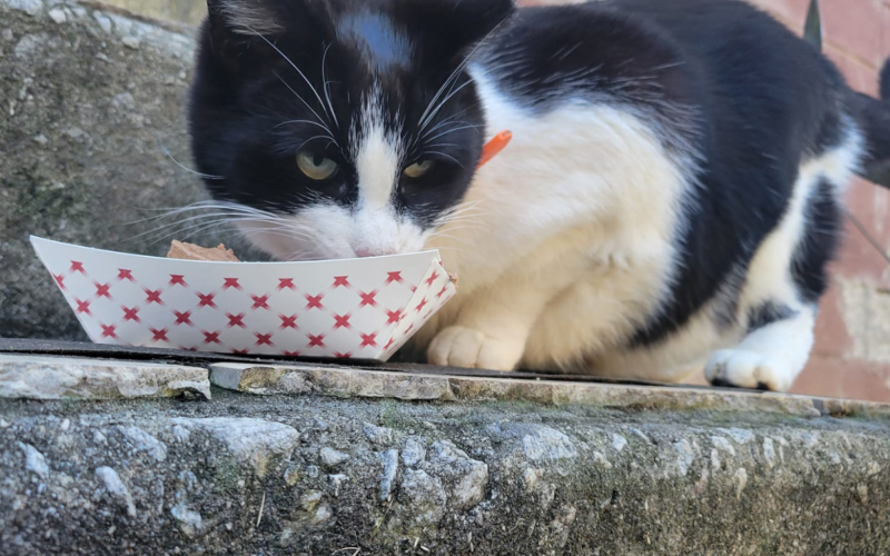 VÍDEO: Conheça Oreo, o gato de rua que viralizou por ser sempre ...