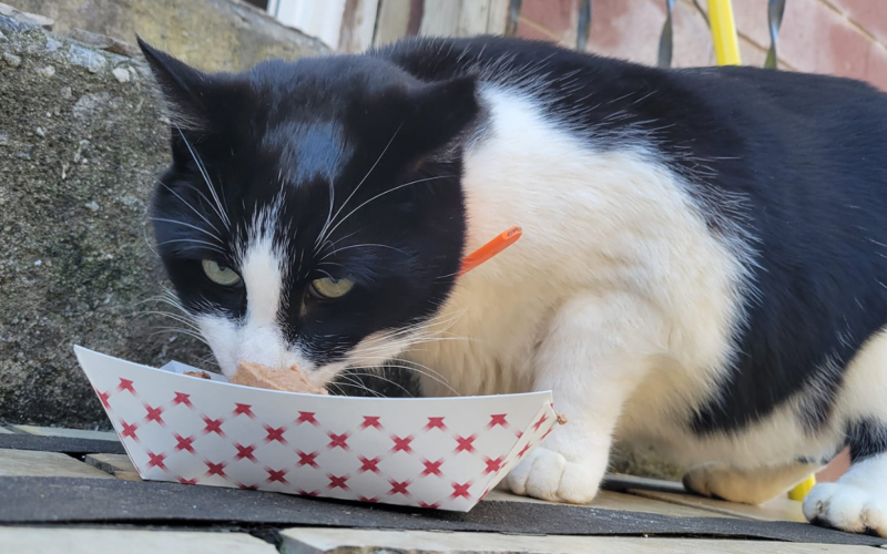 VÍDEO: Conheça Oreo, o gato de rua que viralizou por ser sempre ...