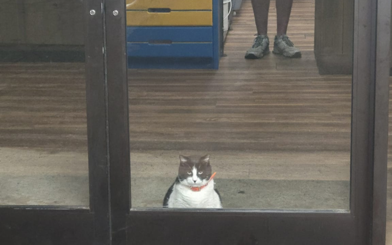 VÍDEO: Conheça Oreo, o gato de rua que viralizou por ser sempre ...