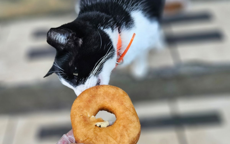 VÍDEO: Conheça Oreo, o gato de rua que viralizou por ser sempre ...