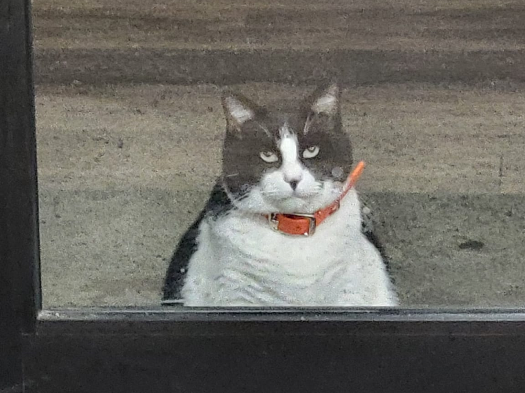 VÍDEO: Conheça Oreo, o gato de rua que viralizou por ser sempre ...