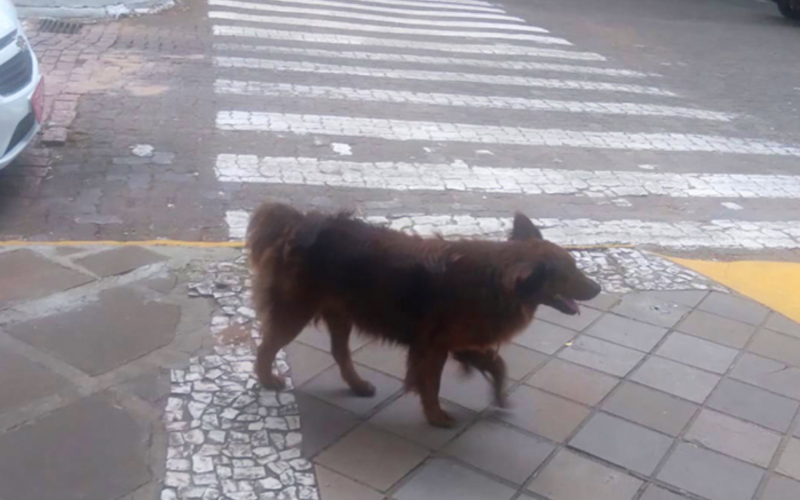 Cachorro permanece em praça onde tutor foi assassinado há seis meses no ...