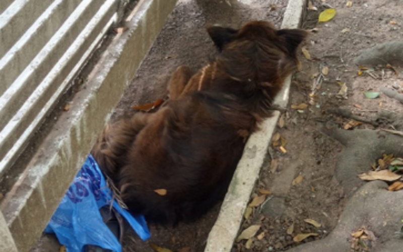 Cachorro permanece em praça onde tutor foi assassinado há seis meses no ...