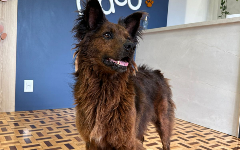 VÍDEO: Cachorro que permanece em praça onde tutor foi assassinado ganha ...