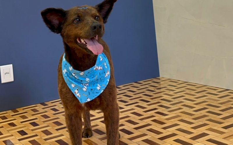 VÍDEO: Cachorro que permanece em praça onde tutor foi assassinado ganha ...