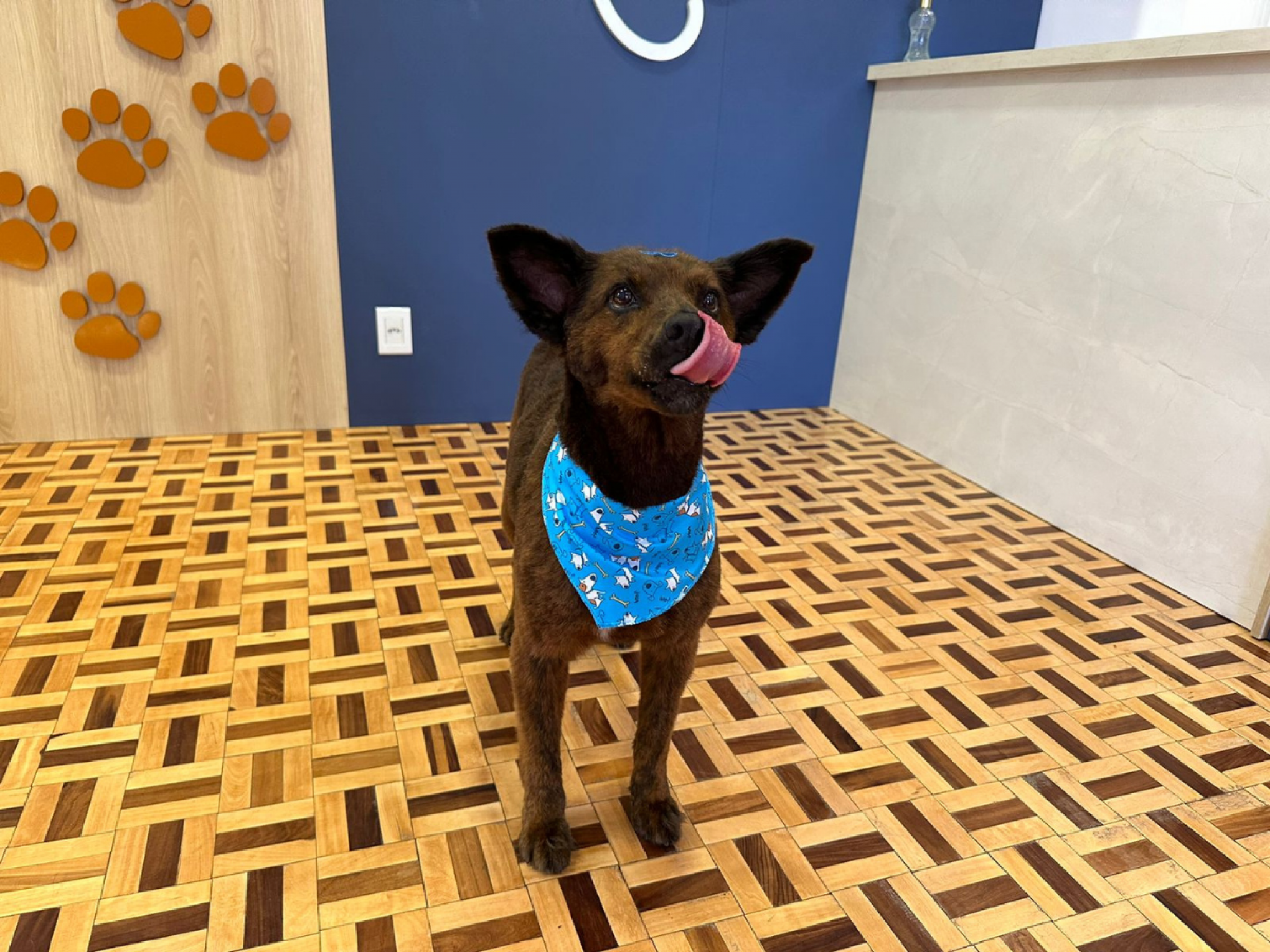 Lobisomem, cachorro que espera na praça onde dono foi assassinado, pode ...