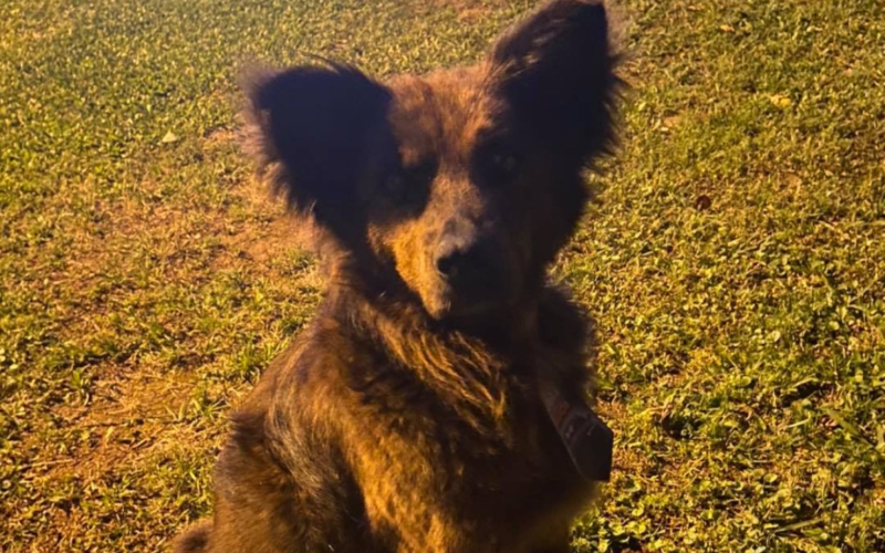 Lobisomem, cachorro que espera na praça onde dono foi assassinado, pode ...