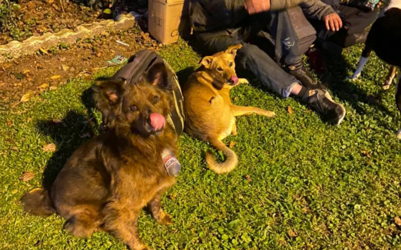 Lobisomem, cachorro que espera na praça onde dono foi assassinado, pode ...